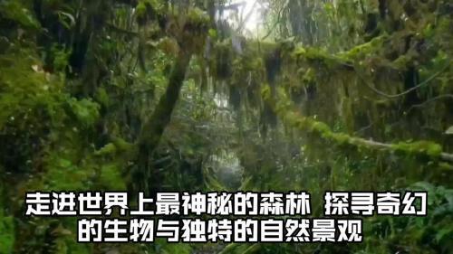 走进世界上最神秘的森林,探寻奇幻的生物与独特的自然景观!