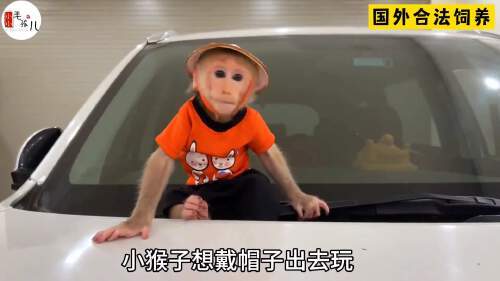 小猴子想戴帽子出去玩,爸爸带它去吃早餐,胃口太好了