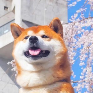 可爱追剧