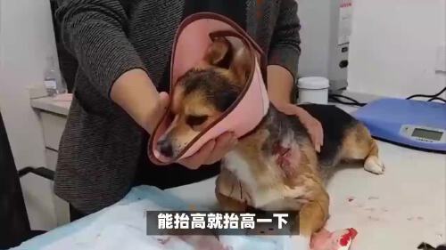 狗狗被咬出血洞别慌!3步紧急处理法救它一命,主人必学!