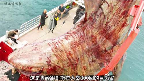 巨齿鲨被渔民意外捕获 放映影片完整版