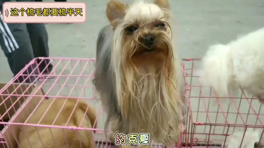 这种狗你见过吗?带你去市场看各种品种的狗,种狗的价格近1万