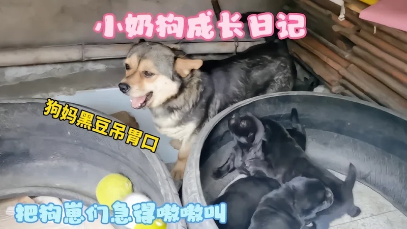 小奶狗成长日记,狗妈黑豆吊胃口,把狗崽们急得嗷嗷叫!