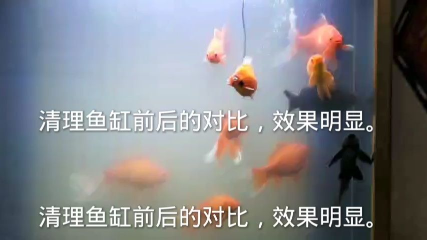 使用杀菌灯24小时候,对比。