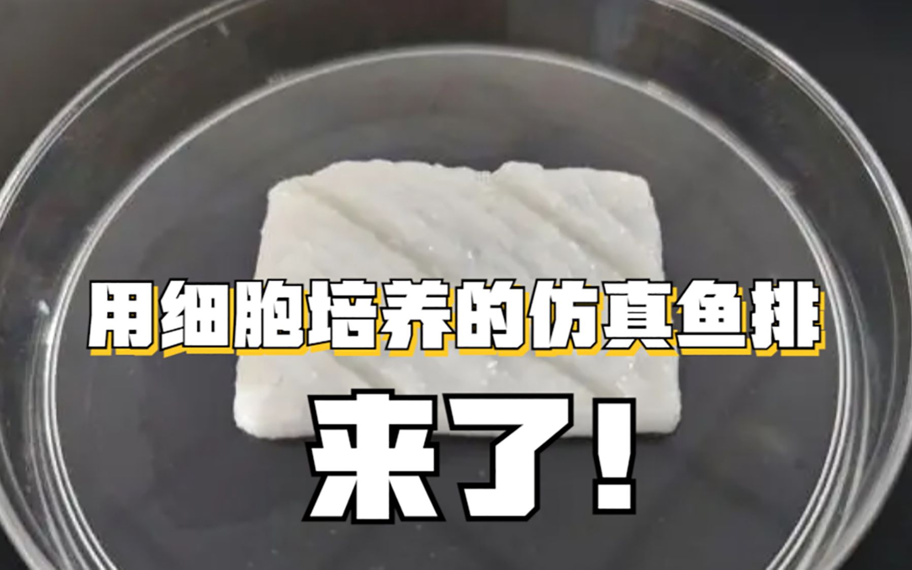 我国科学家用细胞培养出大黄鱼仿真鱼排