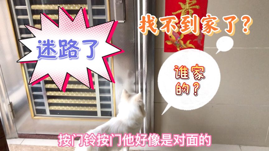 迷路的宠物狗,靠近很凶要咬人死劲拍门结果又没人愿意领走它