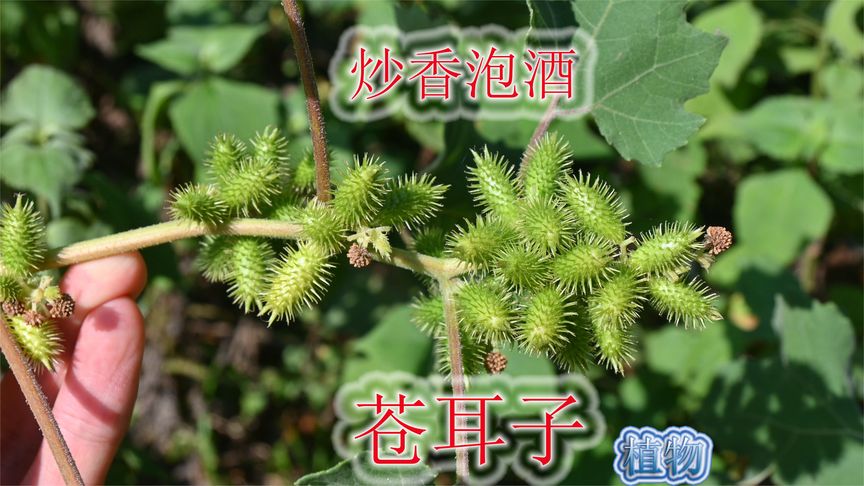 “苍耳子”炒香泡酒!采收干货每斤10元左右,您了解哪方面用途?