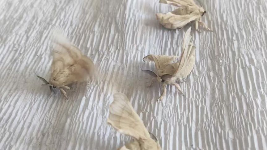 #酉阳 #儿童之家 #儿童乐园 #蚕 #蚕蛹 #蚕茧 #蚕蛾 #蚕蛾辩雌雄