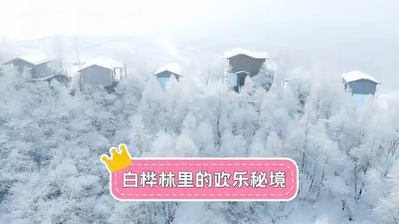 白桦林里的欢乐秘境