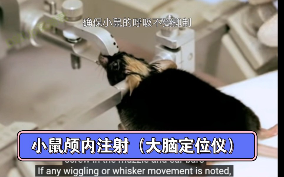 转载学习:正确使用大脑定位仪进行小鼠颅内注射/给药(听译)