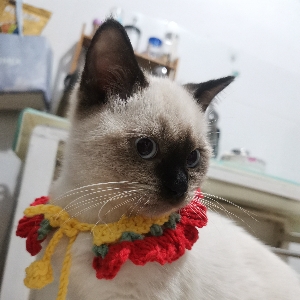 简一乔尼 
