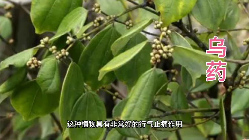 乌药长的非常象樟树,它与樟树有什么不同?