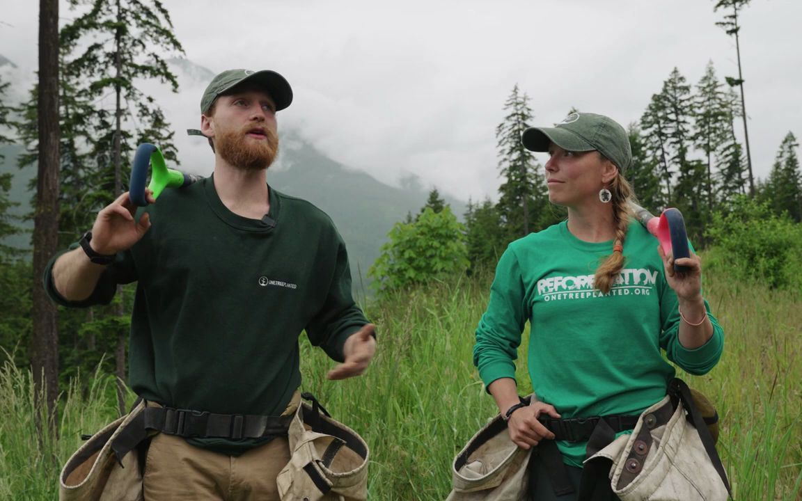 如何像加拿大的一棵树那样种植树木