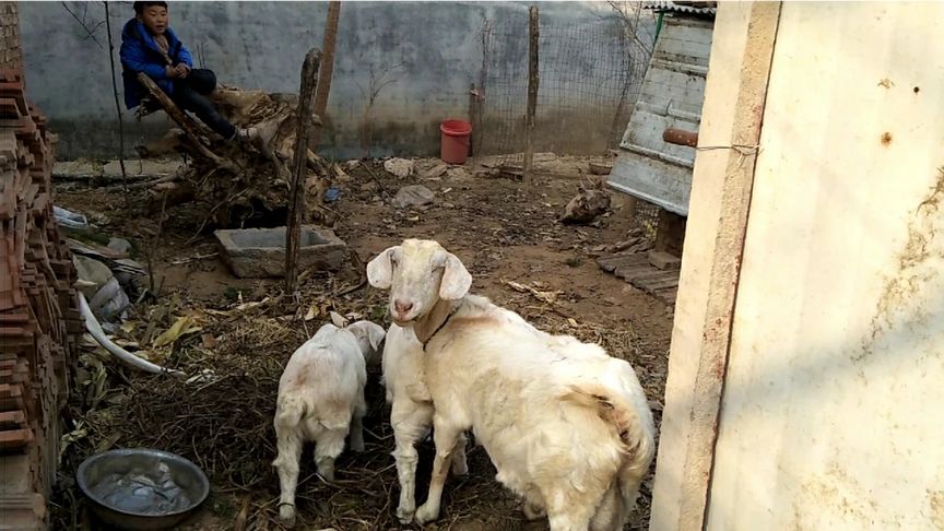 刚买的3只羊,结果孩子喜欢的一直学羊叫。学的声音真的很像呀?