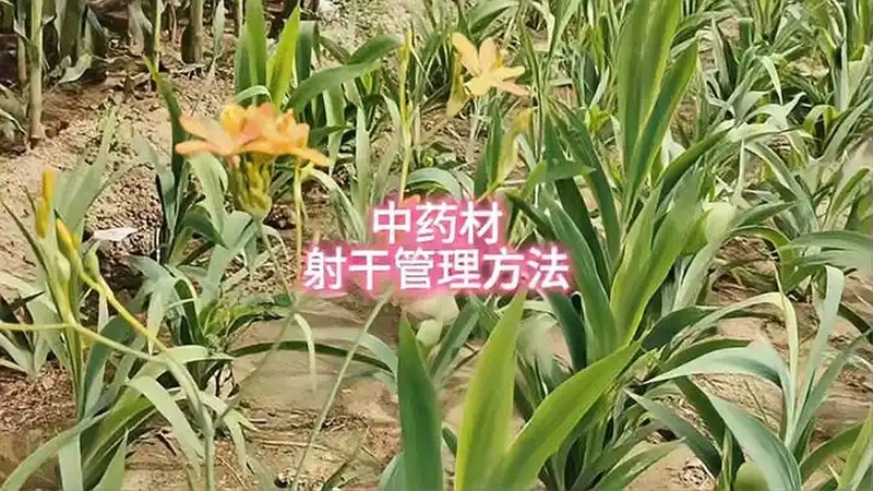 中药材射干,种植技术,管理方法