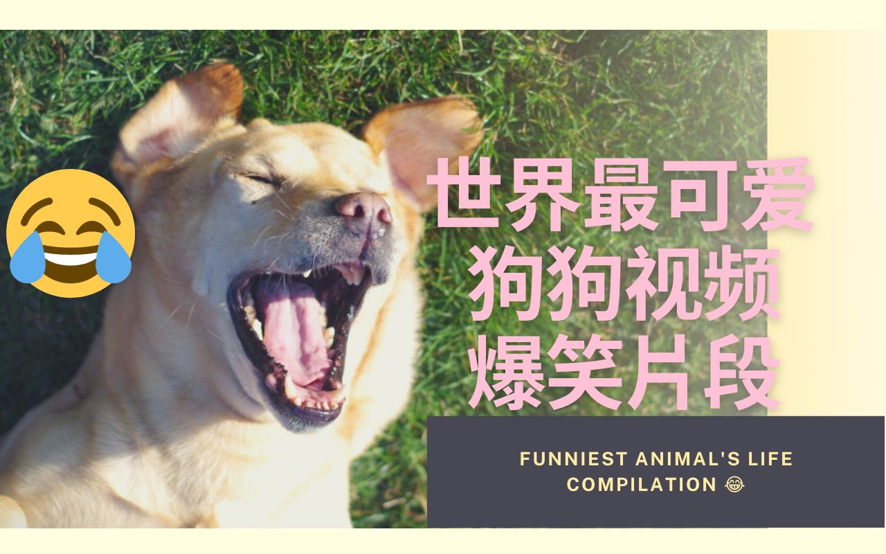 最可爱的狗狗搞笑影片合集大全ߐ�,2022年超有趣的宠物动物视频...