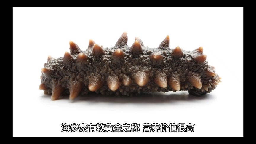 海鲜的秘密——海参(海参的食疗功效用法和禁忌)