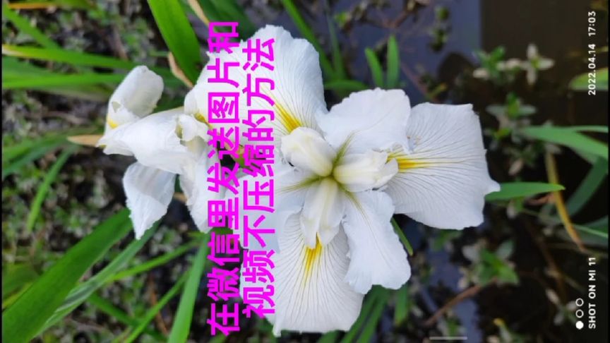 在微信里发送图片、视频不压缩的的方法