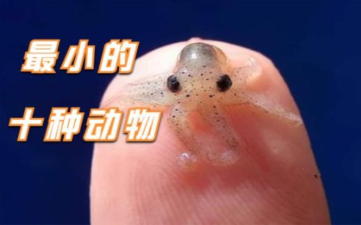 知识科普:世界上最小的十种动物