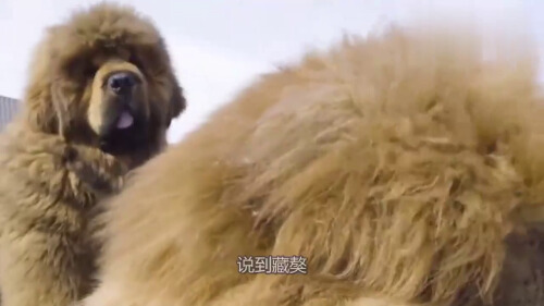 地球最大藏獒王,有东方神犬的美称,狮子在它们跟前秒变"小猫"