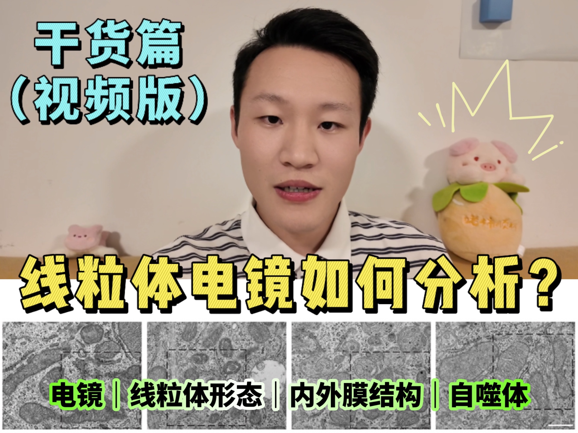 线粒体电镜图详解! 【细胞结构分析必备】