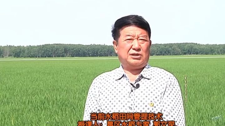 当前水稻田间管理技术要点