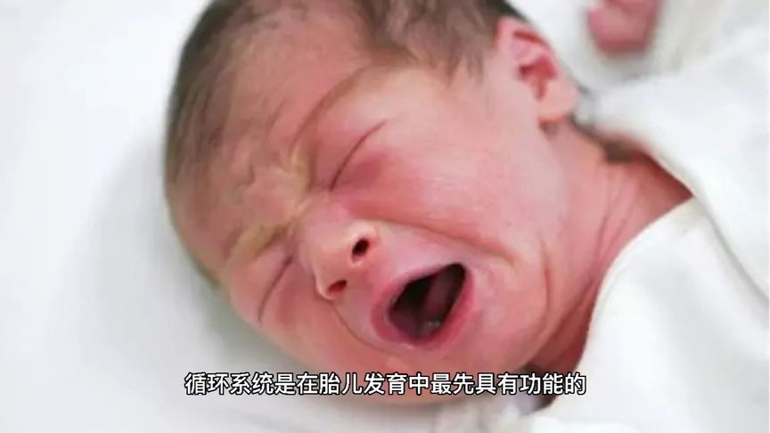 胎儿各系统组织器官发育过程