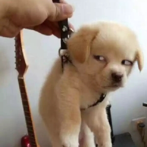我叫李某某_