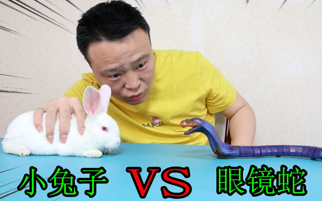 小浪哥花66块钱开箱“仿真眼镜蛇”和小兔子放在一起会发生什么?