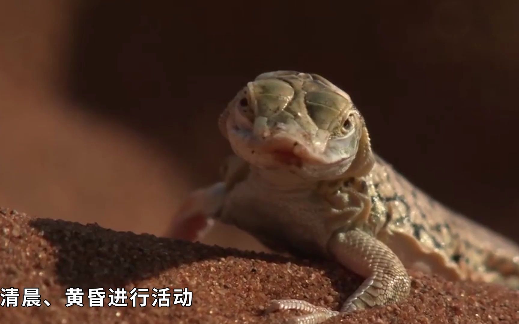 什么是爬行动物?别再误解爬行动物了,不是会爬的都叫爬行动物