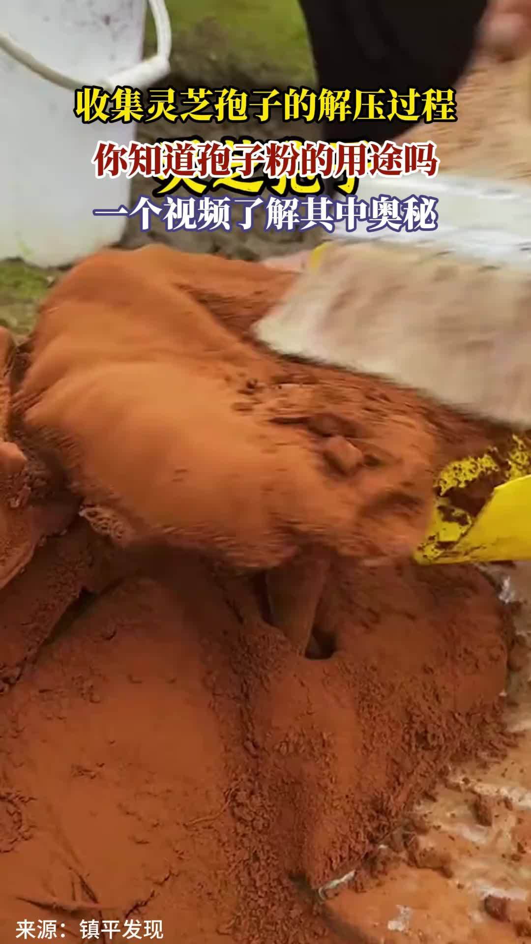 收集灵芝孢子过程,你知道孢子粉的用途吗,一个视频了解其中奥秘