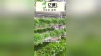 现代化农业种植-无土栽培新方式-开启无土蔬菜种植模式