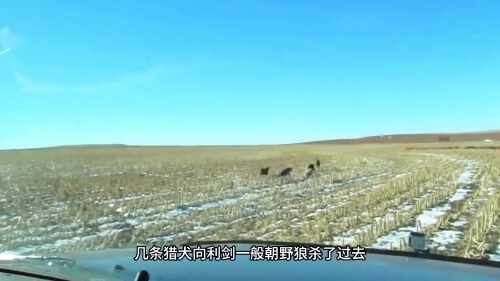 猎犬追击野狼,太震撼了