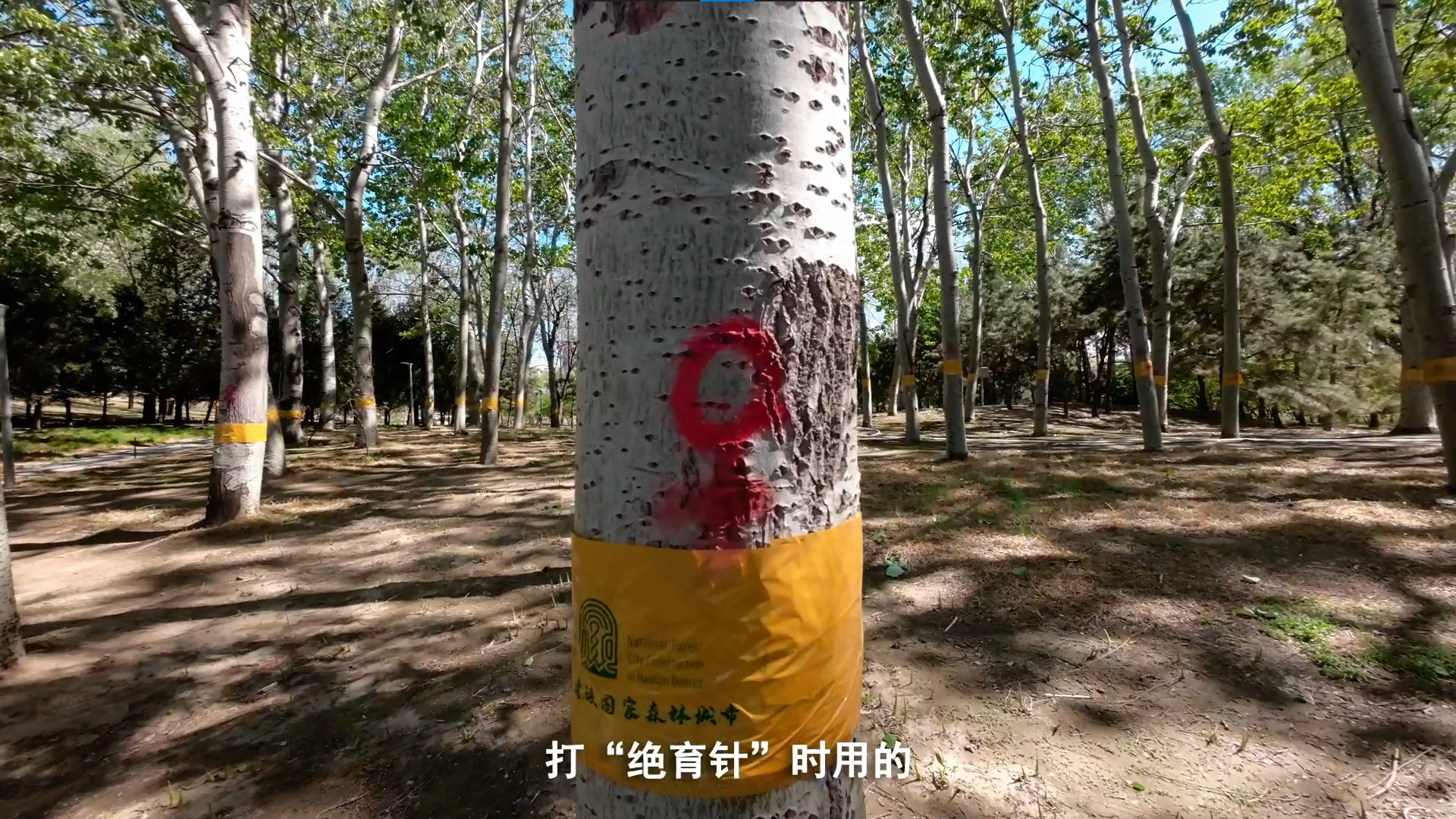 树分雌雄,这两种符号哪个代表雌树?哪个代表雄树?