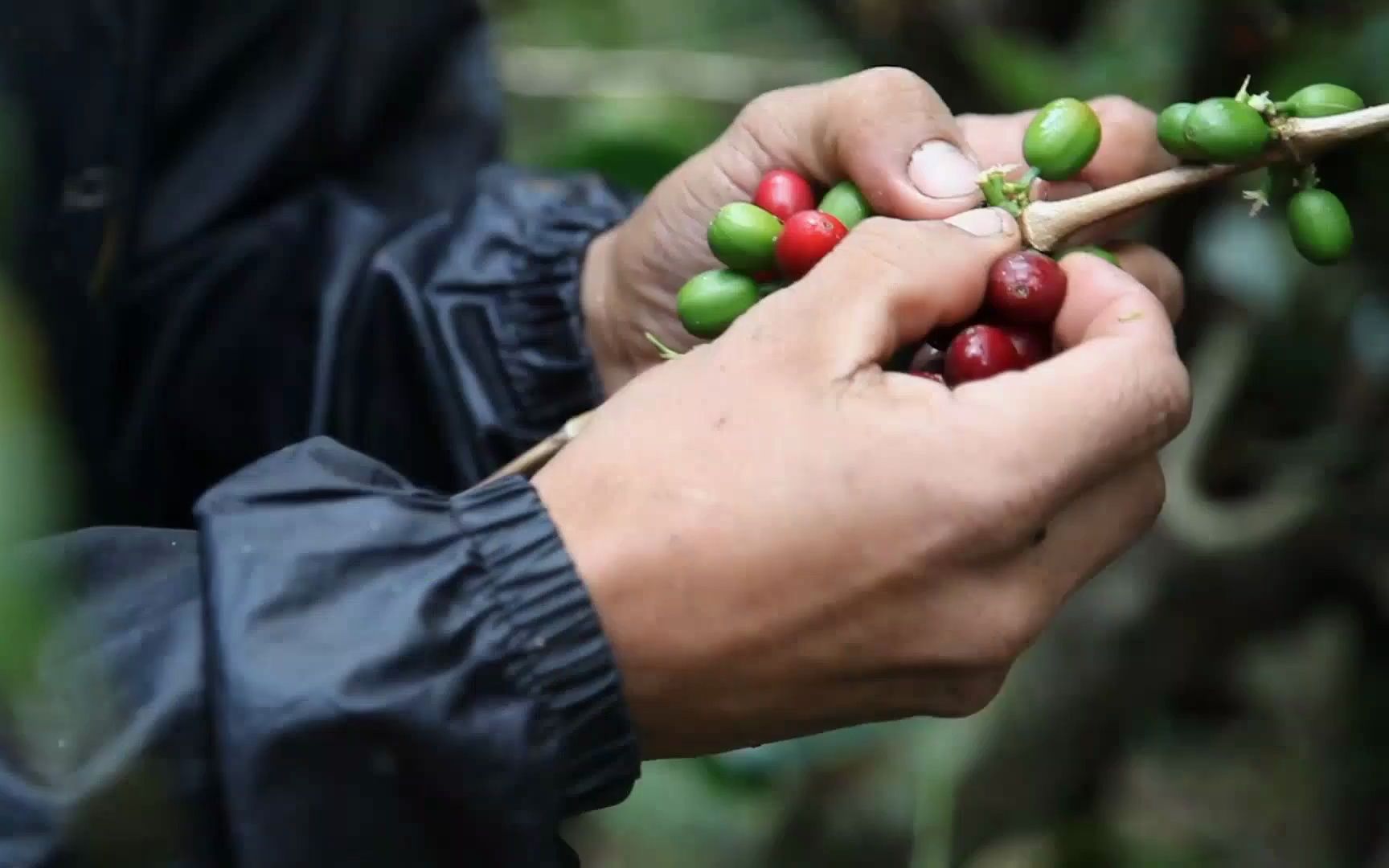咖啡常见的加工法有几种?蜜处理加工其实跟蜂蜜全无关系!