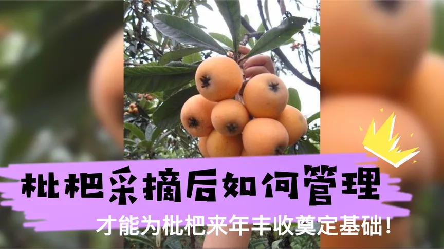 枇杷采摘后如何管理?才能保证来年的丰收!