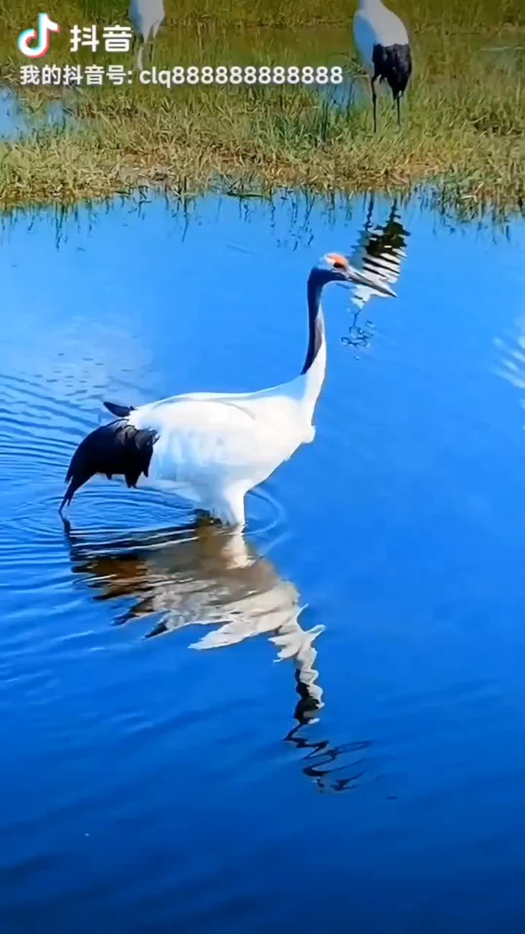 一个真实的故事,那个纯净的女孩,她叫徐秀娟,为了救丹顶鹤,陷入沼泽...