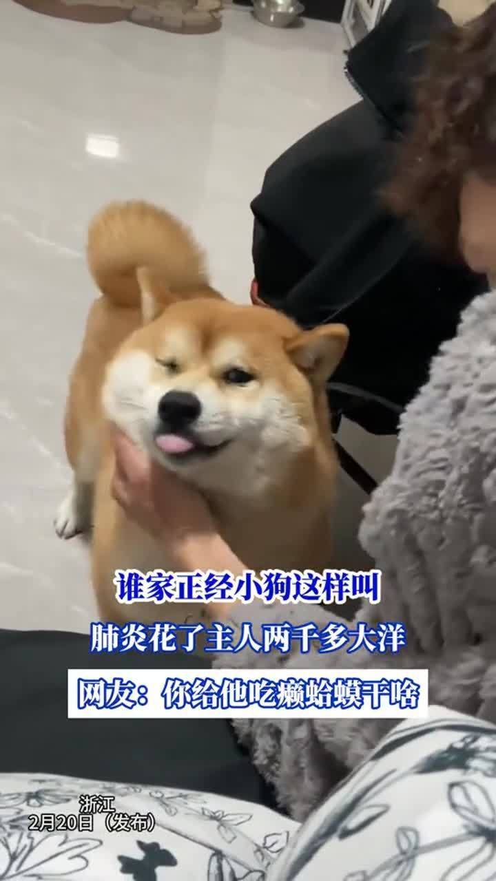 谁家正经小狗这样叫,肺炎花了主人两千多大洋