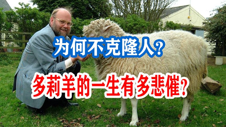20多年前就造出克隆羊,为何还不克隆人?多莉羊的一生有多悲催?