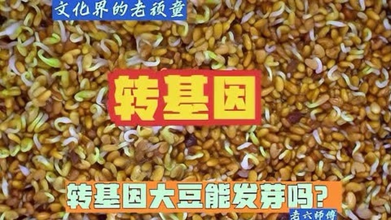 转基因大豆能发芽吗