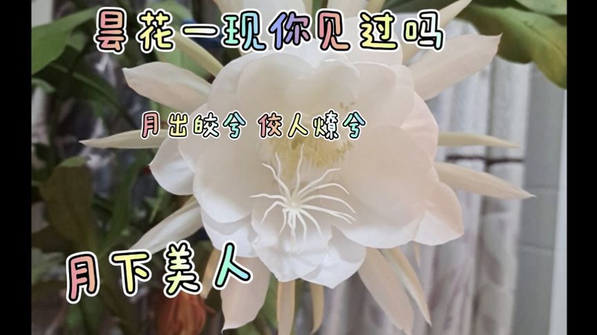 月下美人《昙花》开花的过程,如此惊艳和美妙