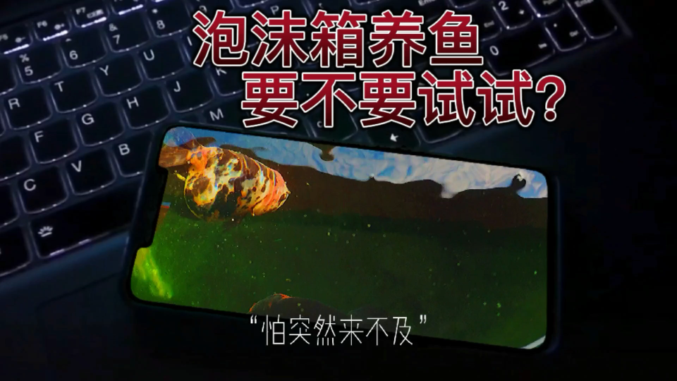 正在流行泡沫箱养鱼,你知道适合养什么鱼吗?有没有搞头?