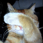 渚の猫 
