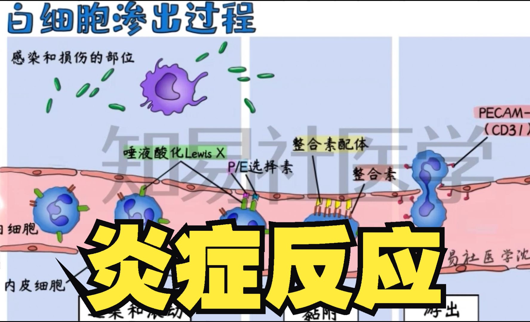 手绘动画 炎症反应过程(含白细胞渗出)