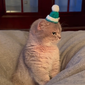 偷月亮的猫Aoi 
