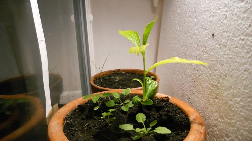 植物生长的过程,感叹生命的伟大