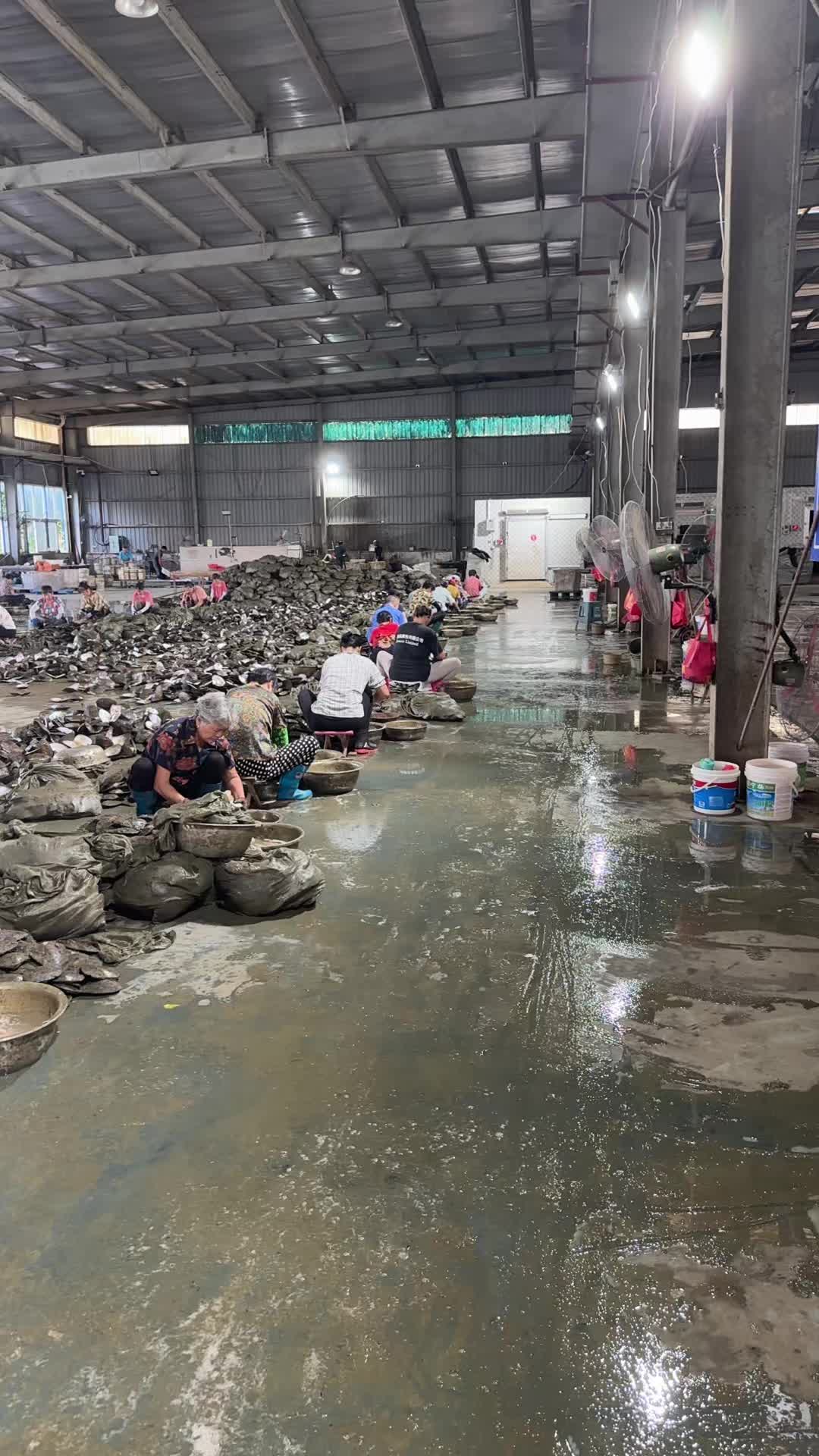 #开蚌取珍珠 #淡水珍珠 #蚌壳 #蚌肉