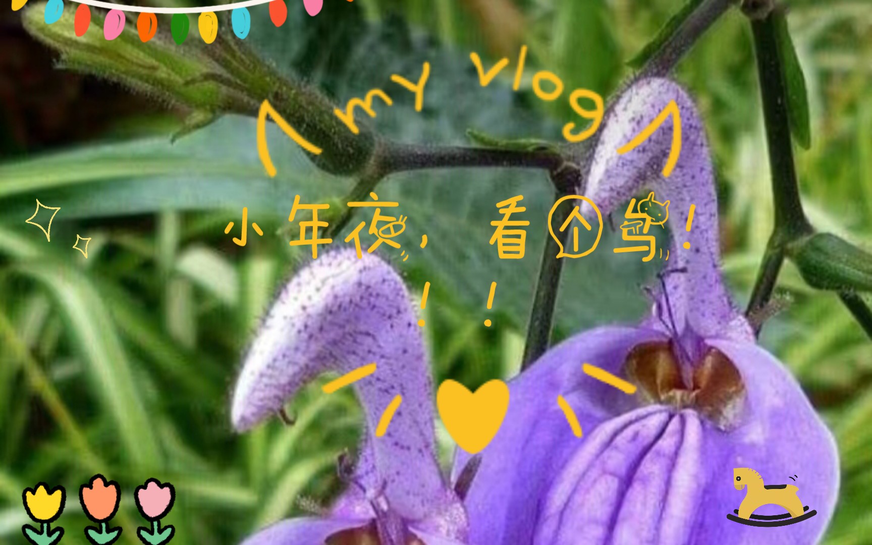 小年夜,看个鸟!象鸟一样的ߌ�!