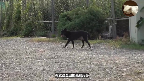 猫咪的秘密生活:从乖巧宠物到夜间猎手的惊人转变