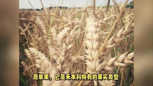 小麦是被子植物还是裸子植物?小麦种植注意事项